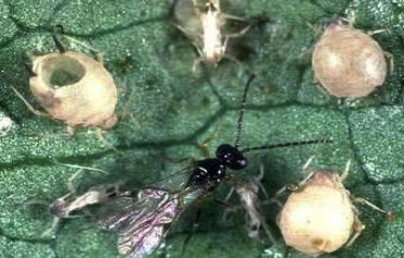 Parasitoid